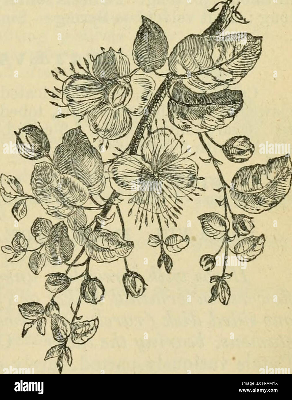 Flora of Syria, Palestine, and Sinai - from the Taurus to Ras Muhammas ...