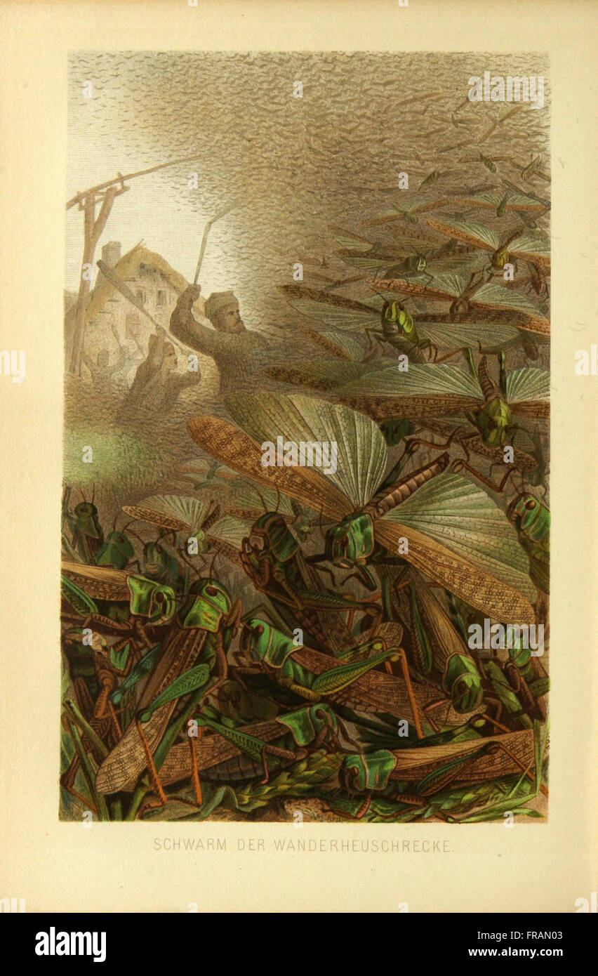 'Die Insekten, Tausendfüssler und Spinnen' (Plate 17) offers detailed ...
