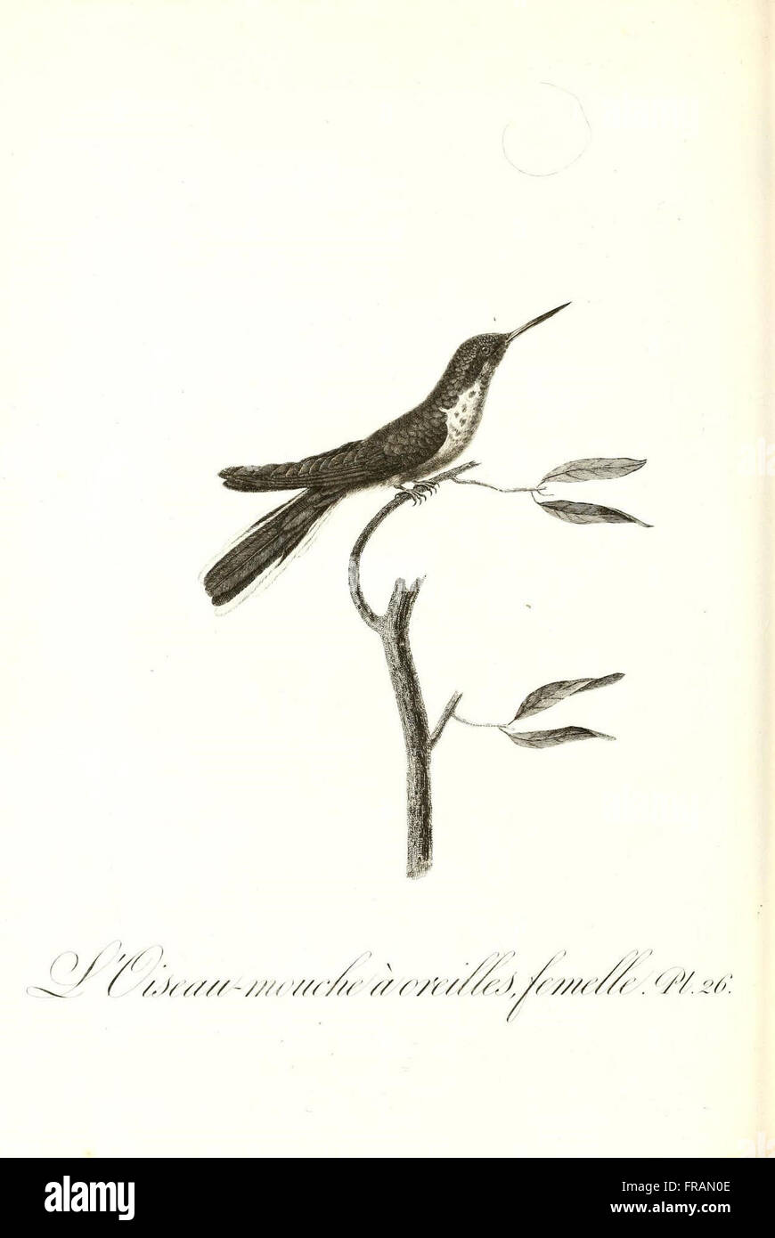 A detailed study of the natural history and general characteristics of ...