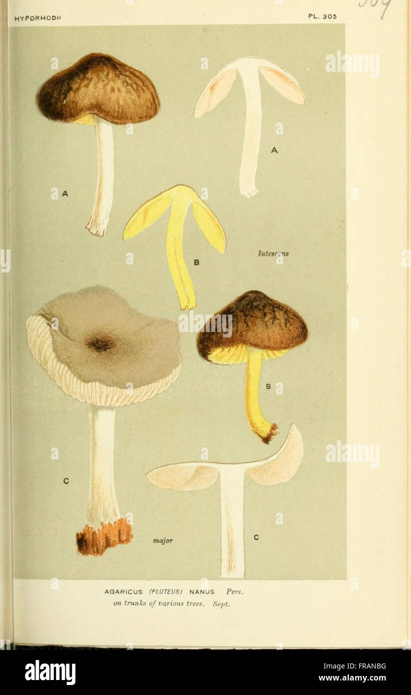 This atlas provides detailed illustrations of British fungi ...