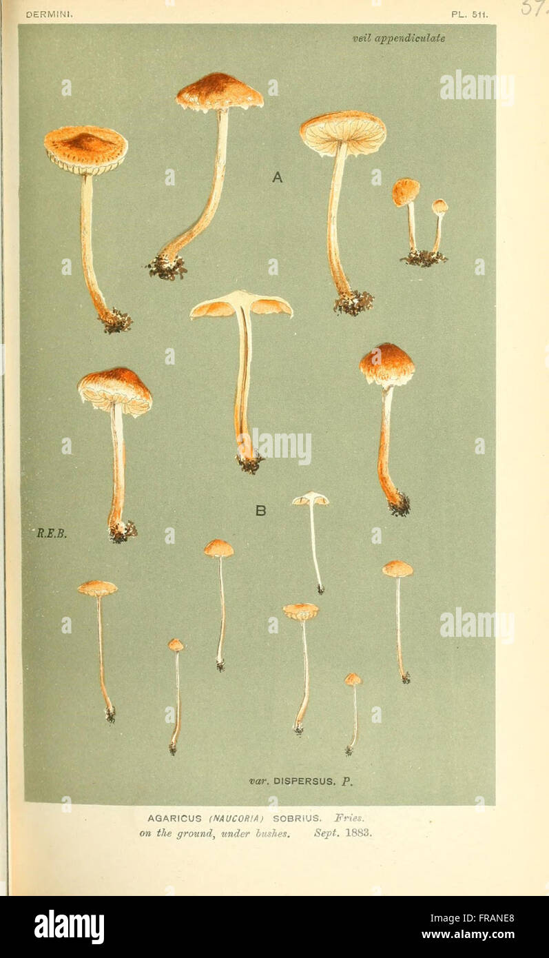 This atlas presents detailed illustrations of British fungi ...