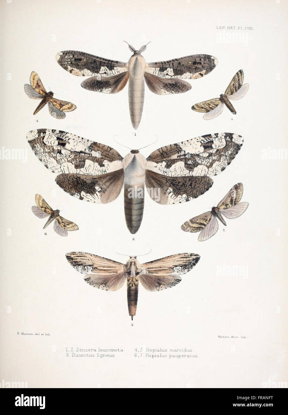 This illustration from the British Museum features typical specimens of ...