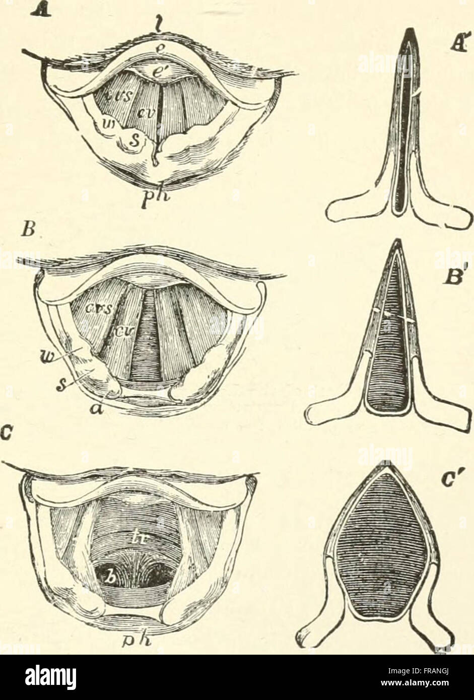 Kirkes hi-res stock photography and images - Alamy