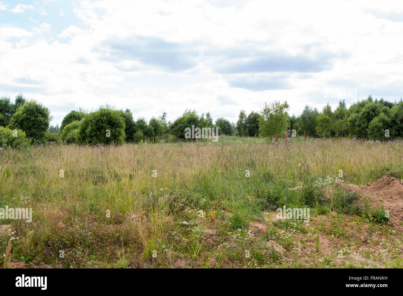 field overgrown with weeds and the forest Stock Photo - Alamy