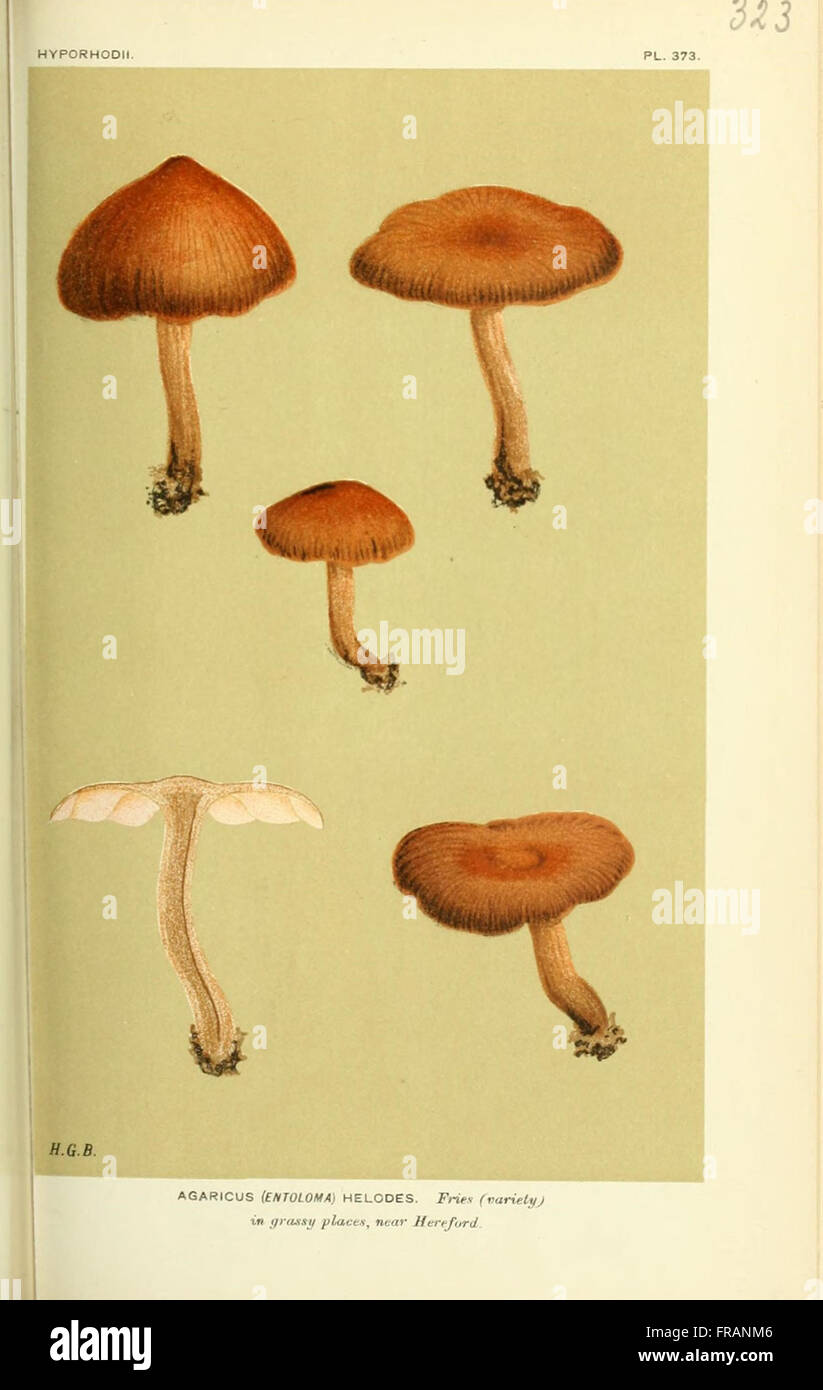 This work offers detailed illustrations of British fungi, specifically ...