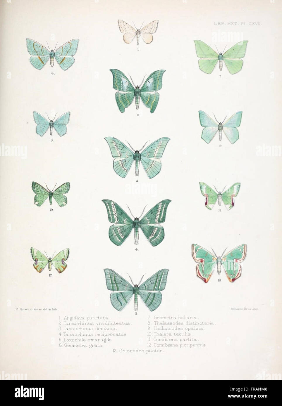 This work features illustrations of typical Lepidoptera Heterocera ...