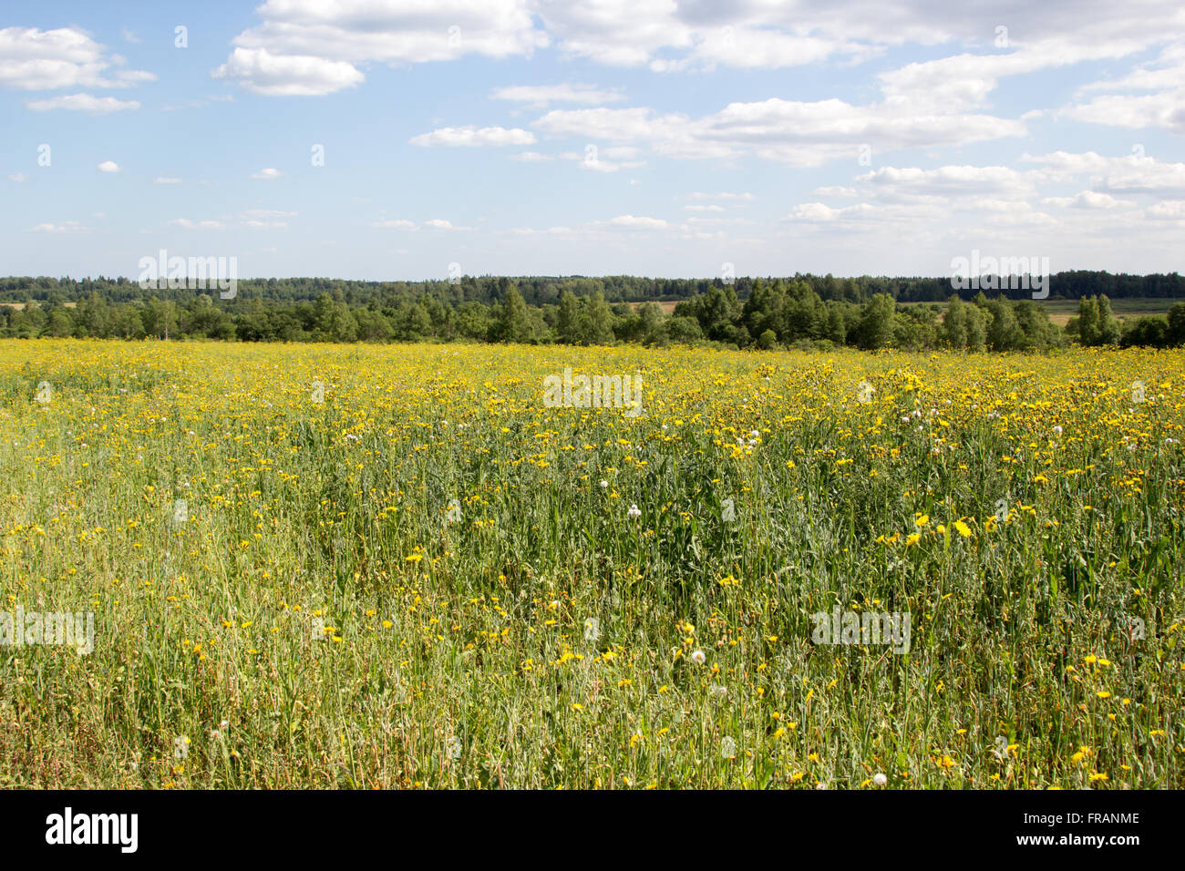 Flowers in overgrown field hi-res stock photography and images - Alamy