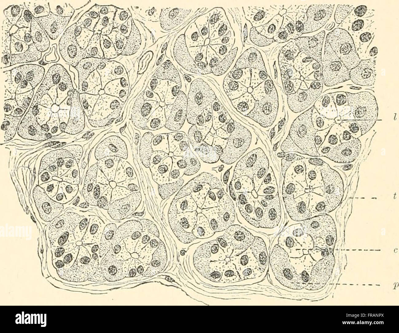 The 1913 work 'Human Physiology' discusses the functions of the human ...