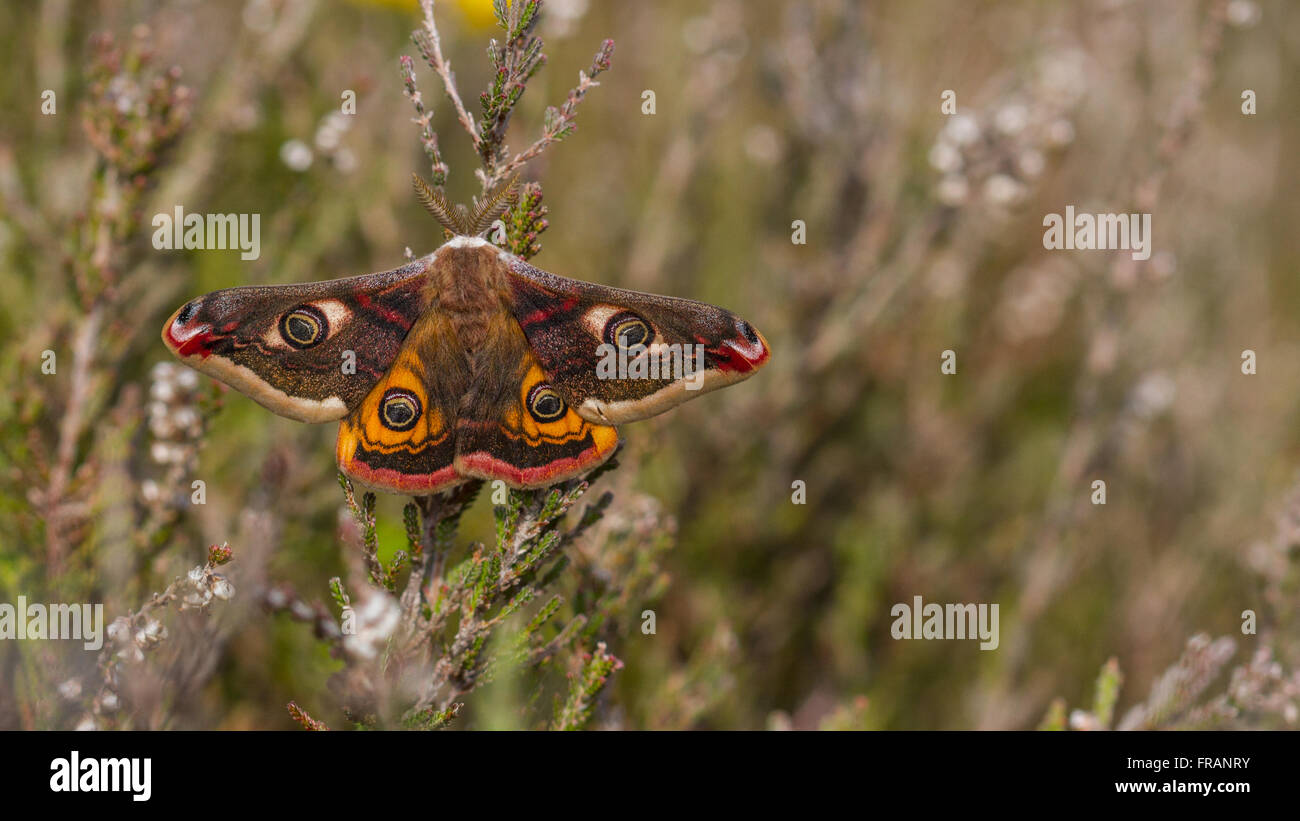 Giant emperor moth hi-res stock photography and images - Alamy