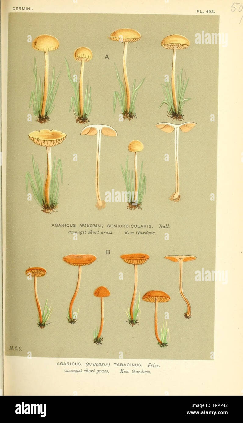 Illustrations of British Fungi (Hymenomycetes), to serve as an atlas to ...