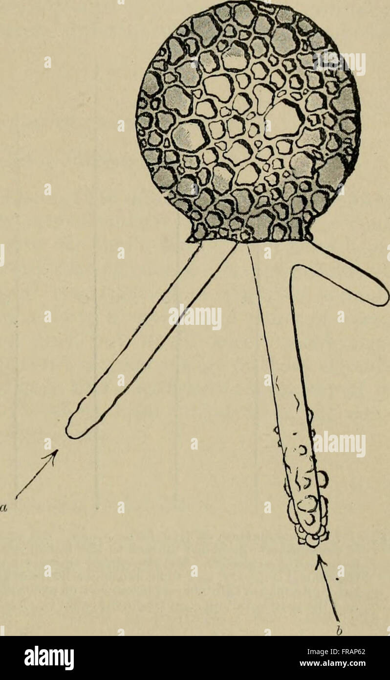 *General Physiology* (1899) provides an overview of physiological ...