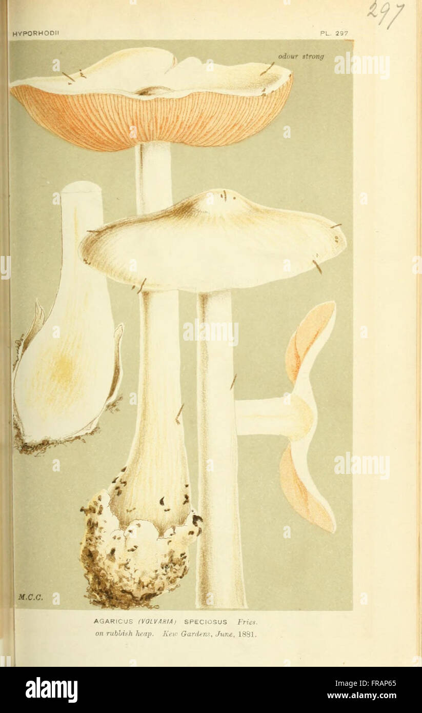 A detailed illustration from the Handbook of British Fungi, featuring ...