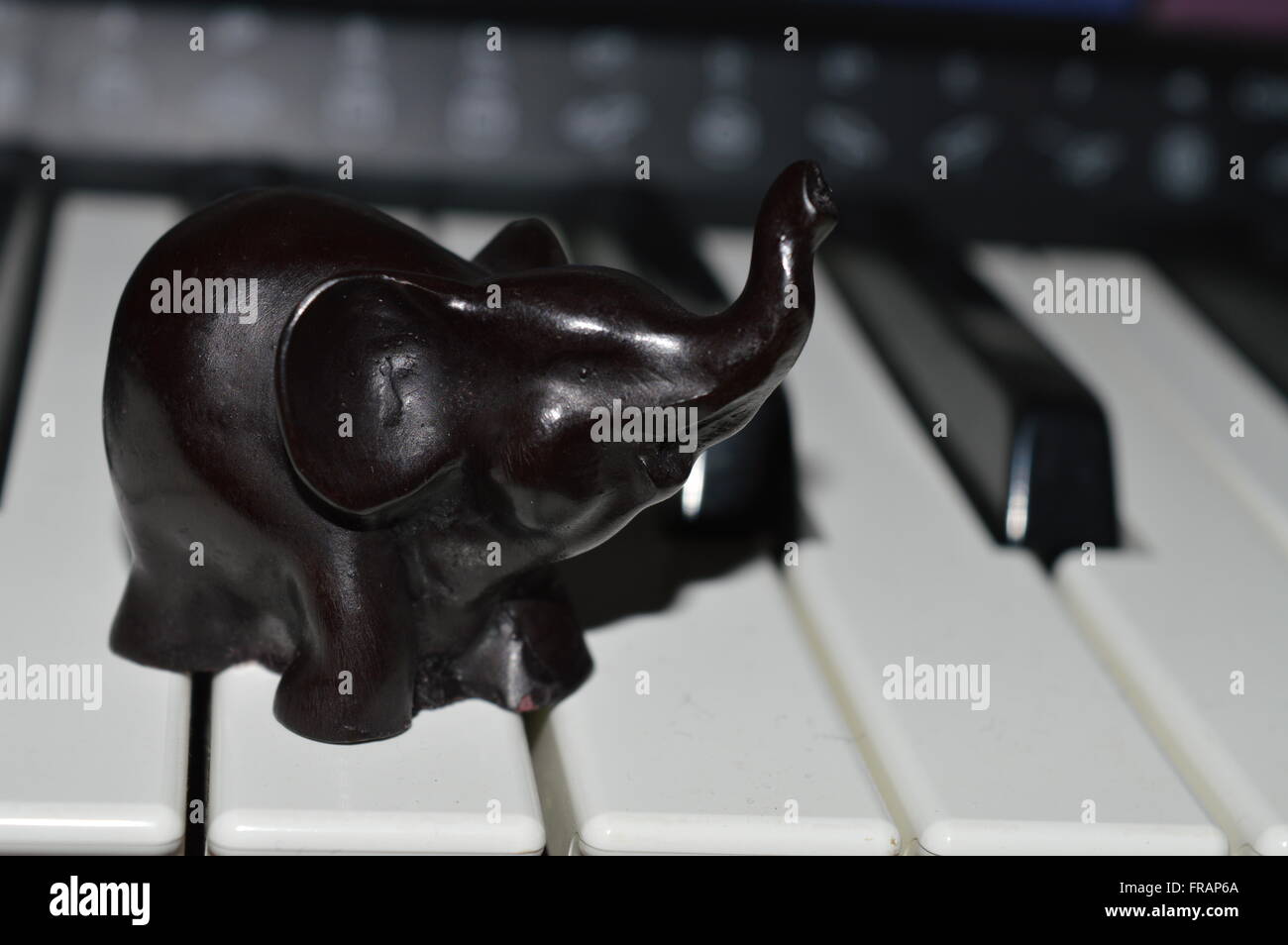 Elephant on Keyboard Stock Photo - Alamy