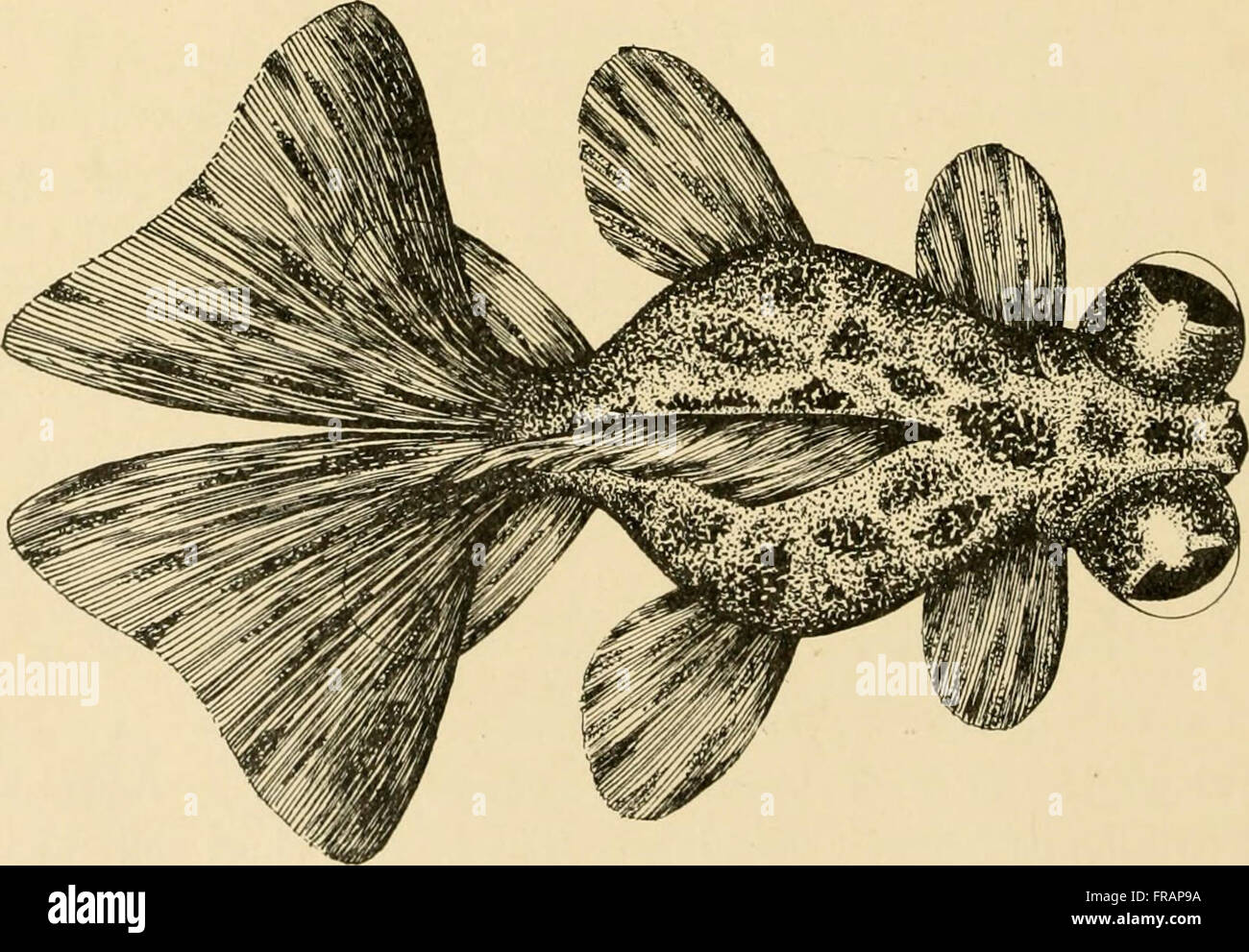 A guide to goldfish breeds and other aquarium fishes, detailing their ...