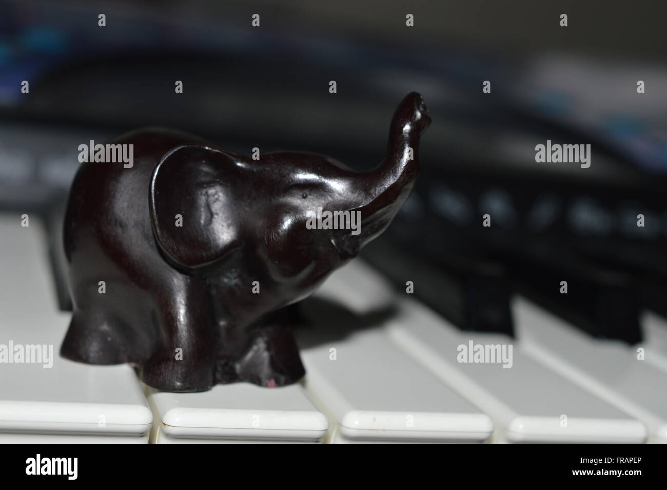 Elephant on Keyboard Stock Photo - Alamy