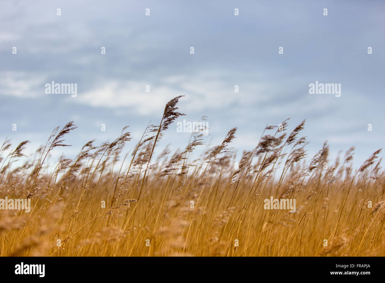Norfolk reed in golden sunlight, coastal marsh Stock Photo - Alamy