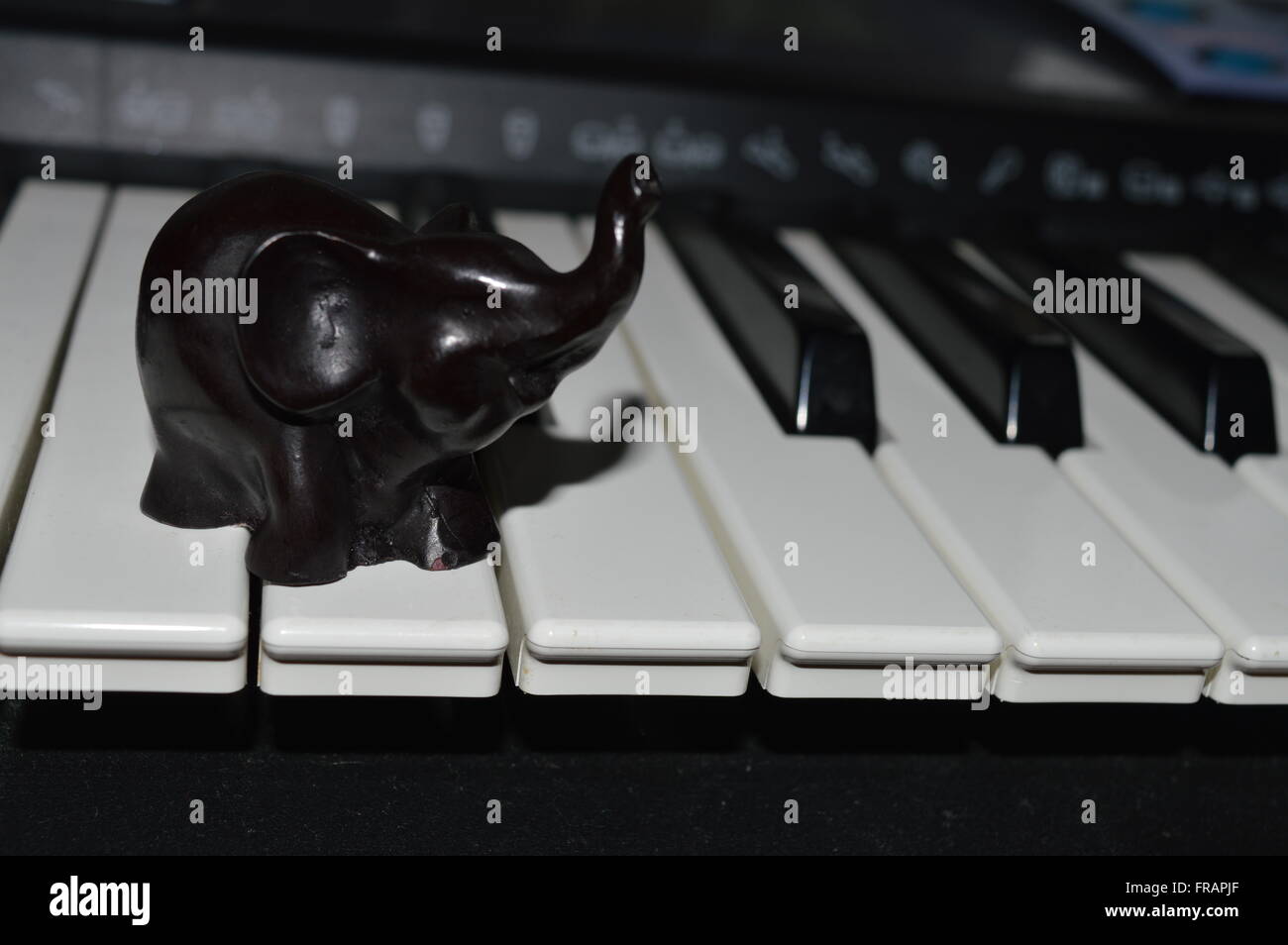 Elephant on Keyboard Stock Photo - Alamy