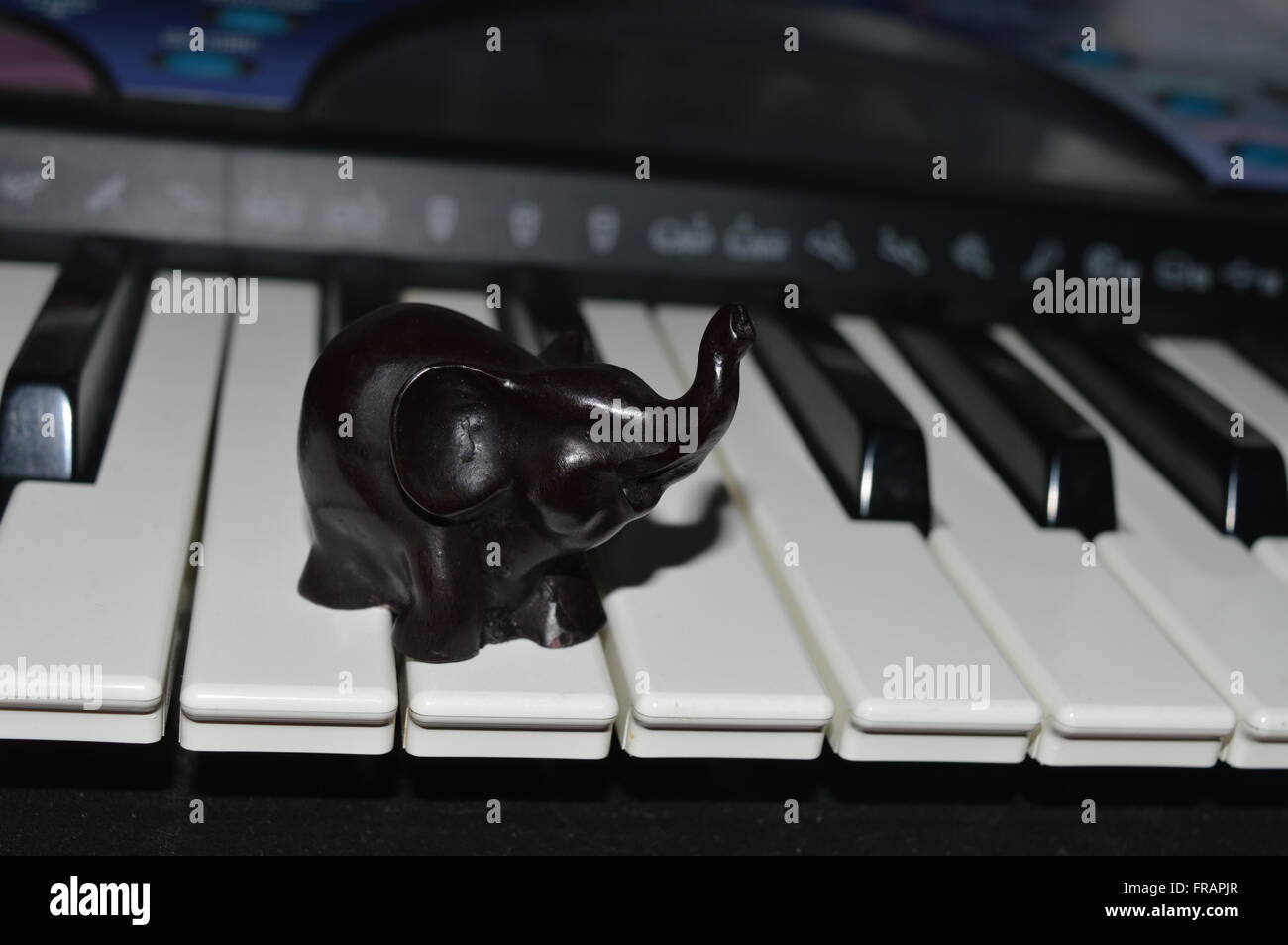 Elephant on Keyboard Stock Photo - Alamy