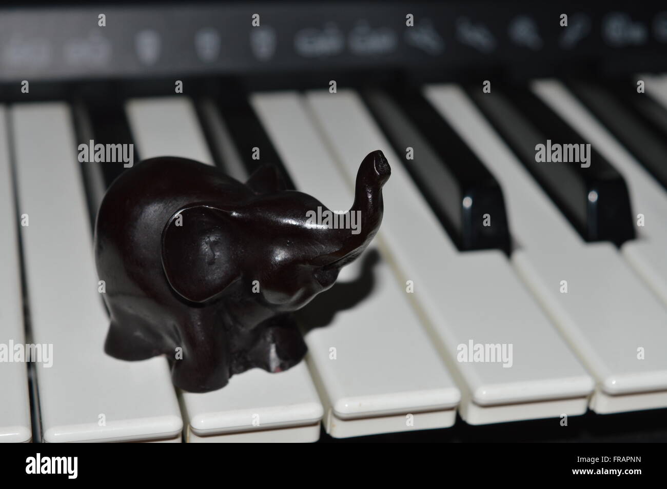 Elephant on Keyboard Stock Photo - Alamy