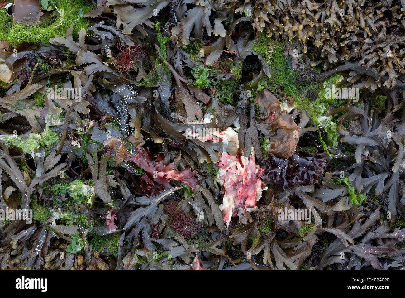 seaweed on the beach with one bright colored branch Stock Photo - Alamy