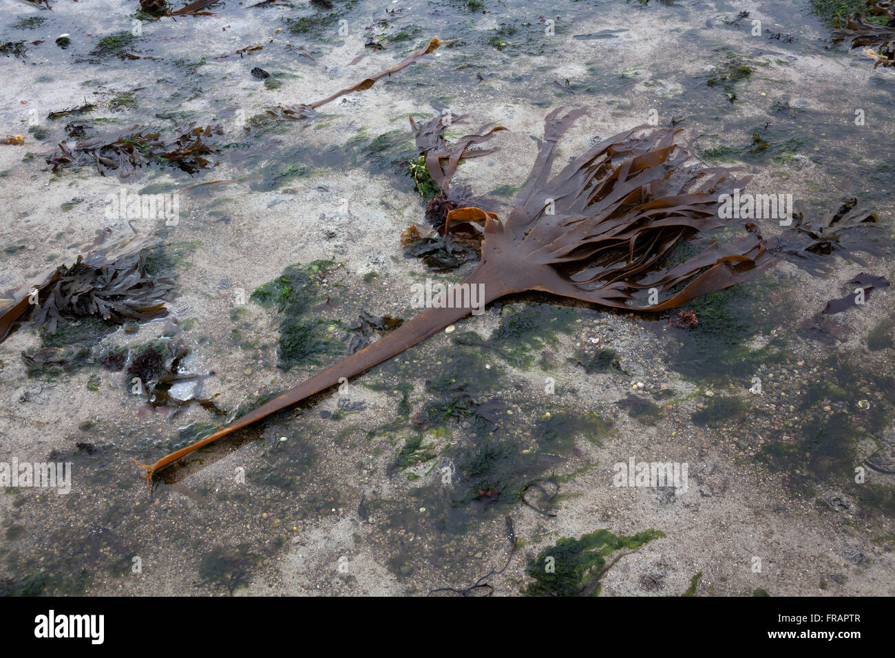 single branch of brown seaweed on the beach Stock Photo - Alamy