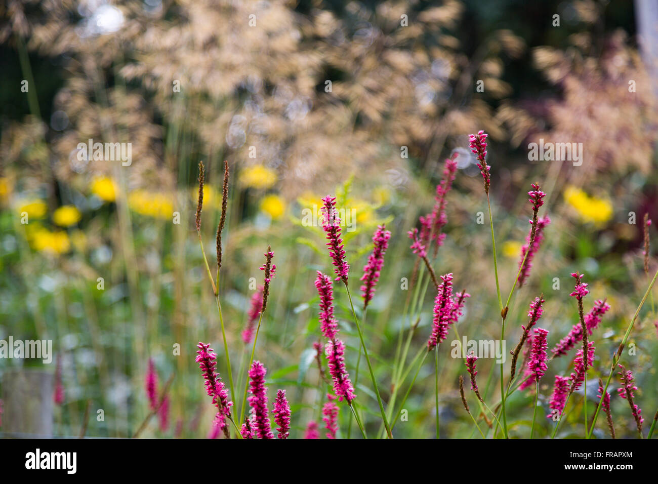 Persicaria amplexicaulis 'Firetail' Red mountain fleece with autumnal ...