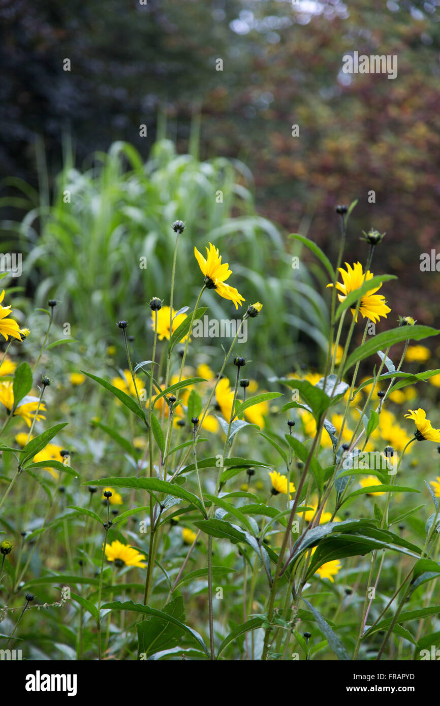 Tall rudbeckia (yellow daisy) with autumnal background Stock Photo - Alamy