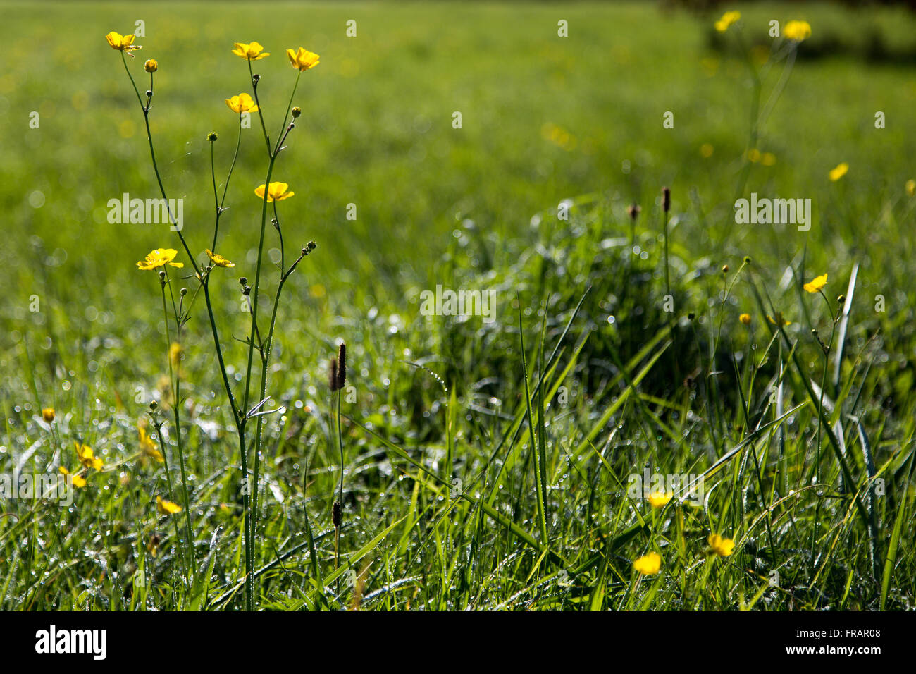 Buttercup flower yellow hi-res stock photography and images - Alamy