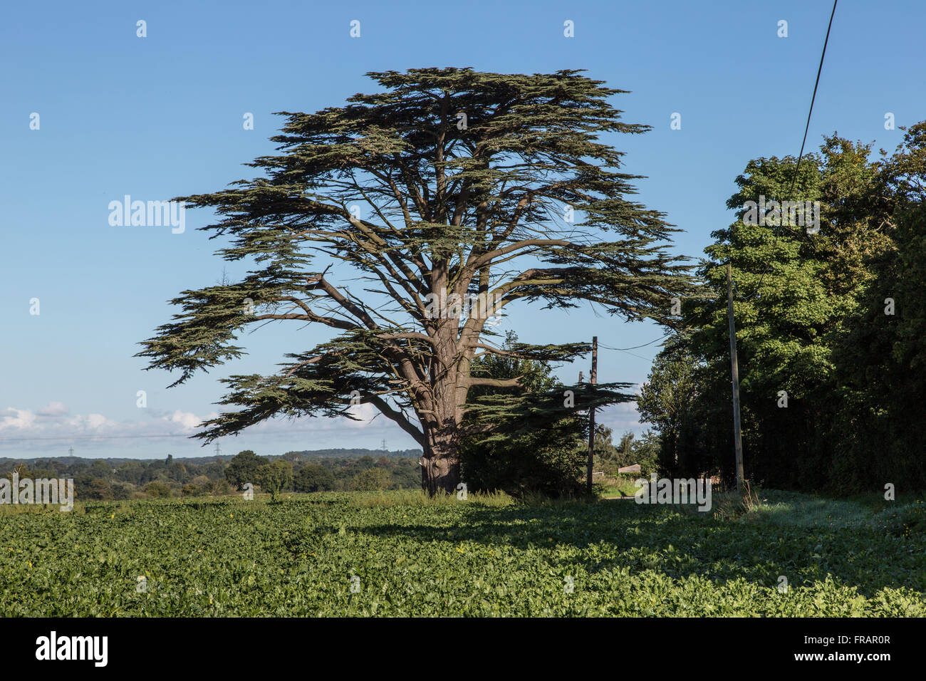 Cedar of lebanon hi-res stock photography and images - Alamy
