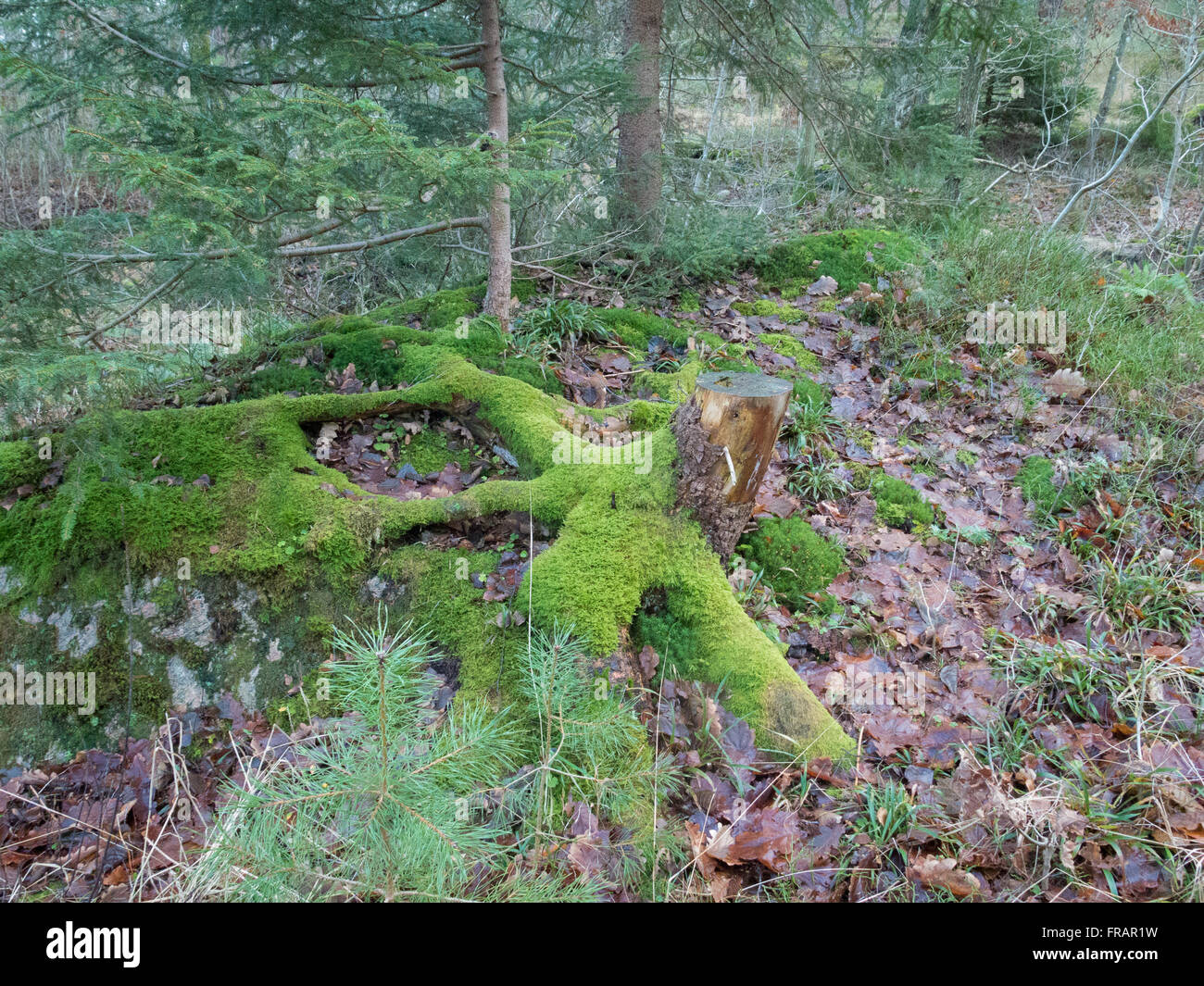 Old tree stump with moss hi-res stock photography and images - Alamy