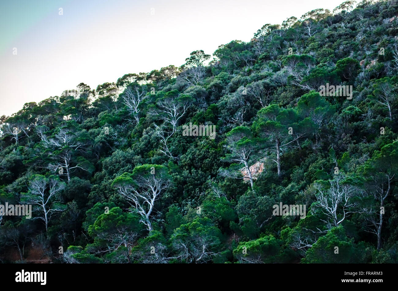 The fantasy forest Stock Photo - Alamy