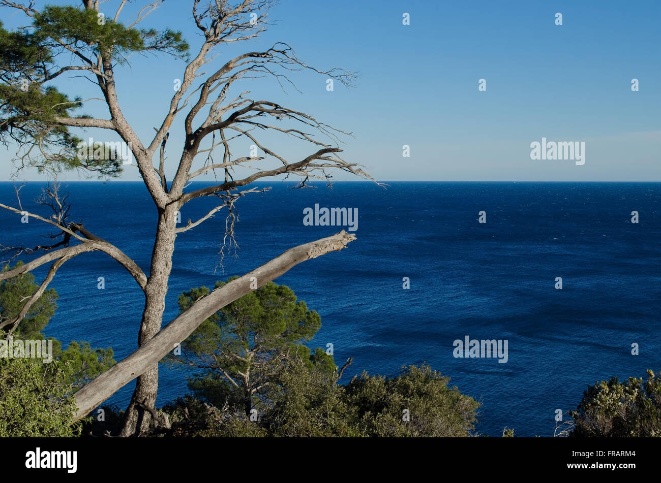 Trees tree nature hi-res stock photography and images - Alamy