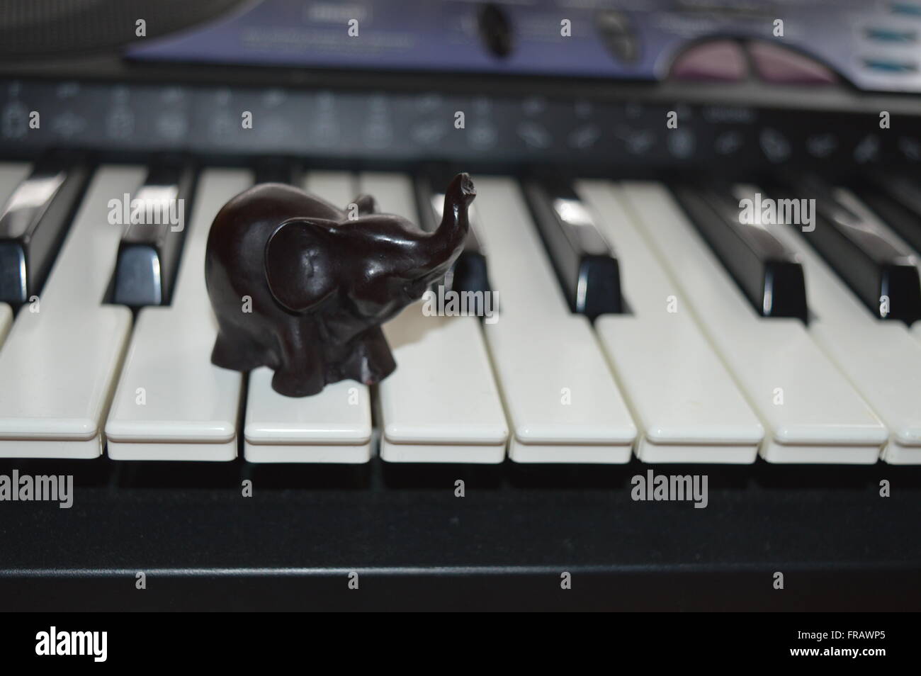 Elephant on Keyboard Stock Photo - Alamy