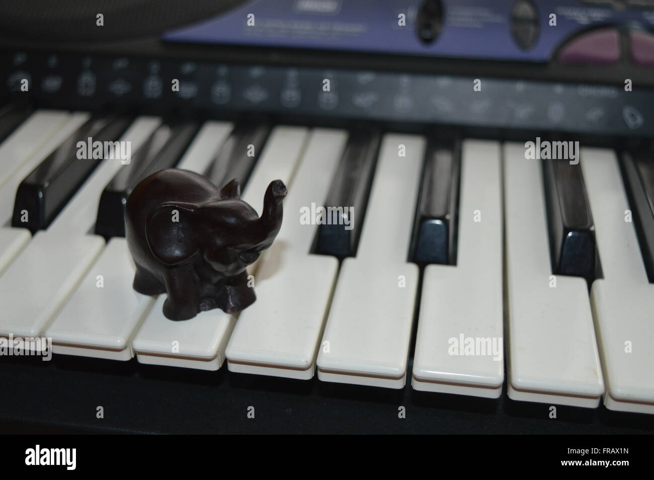 Elephant on Keyboard Stock Photo - Alamy