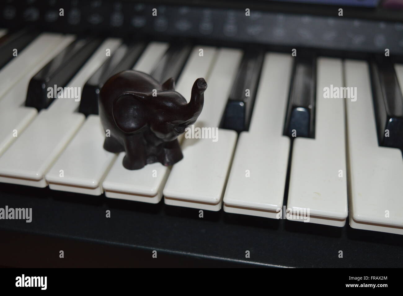 Elephant on Keyboard Stock Photo - Alamy