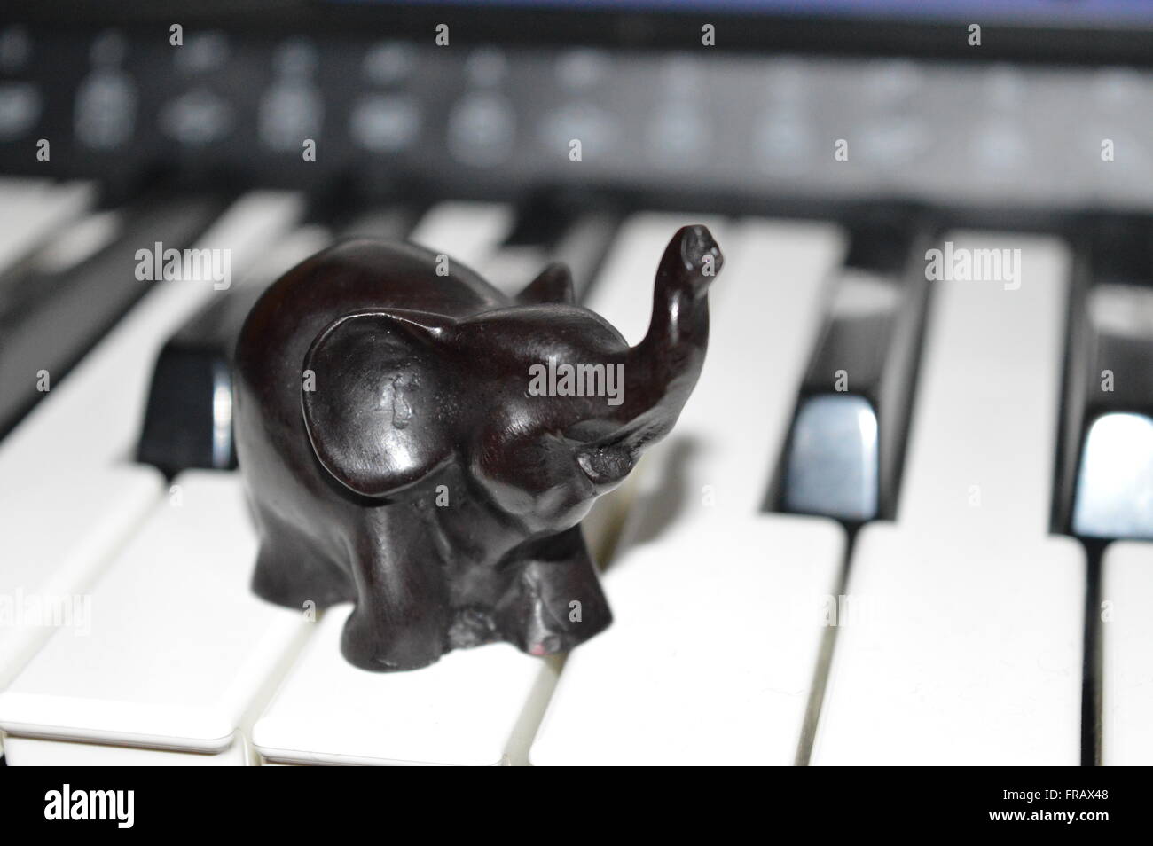 Elephant on Keyboard Stock Photo - Alamy