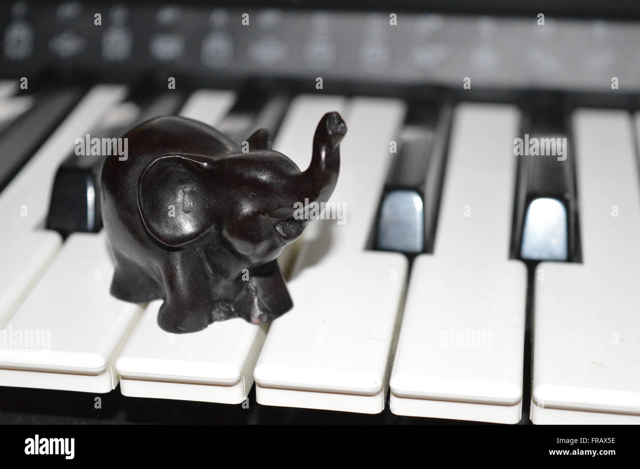 Elephant on Keyboard Stock Photo - Alamy