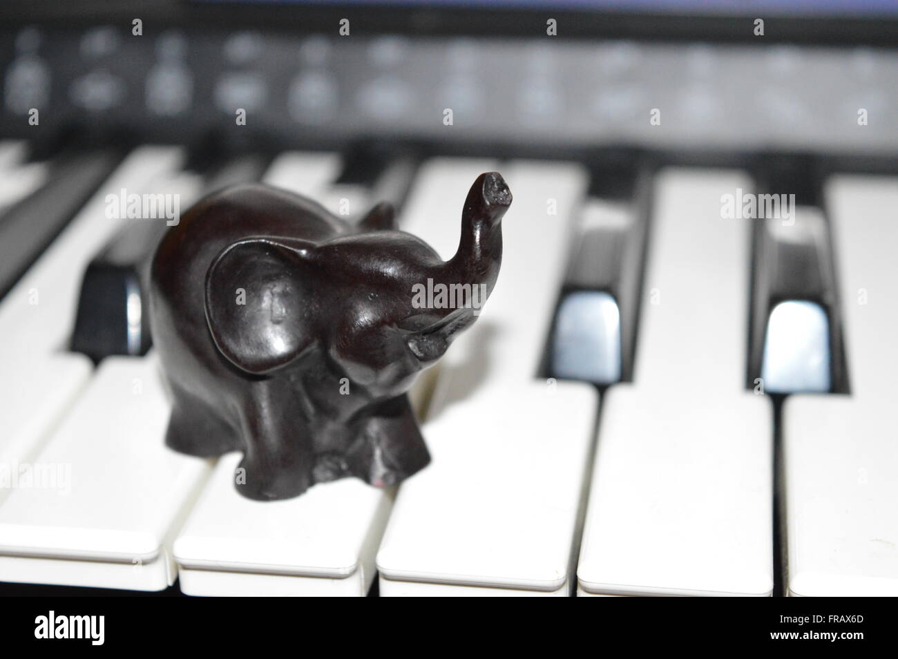 Elephant on Keyboard Stock Photo - Alamy