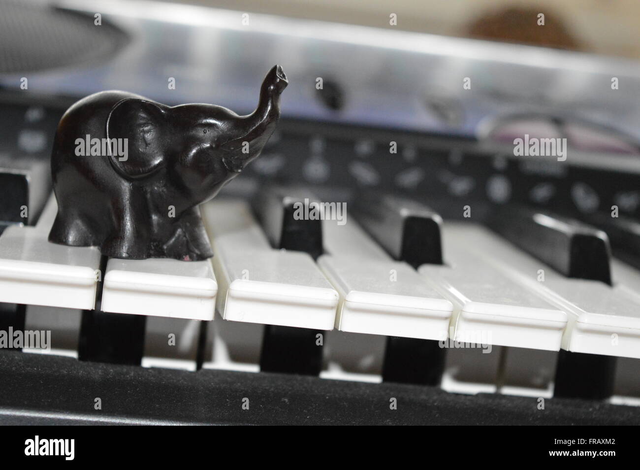 Elephant on Keyboard Stock Photo - Alamy