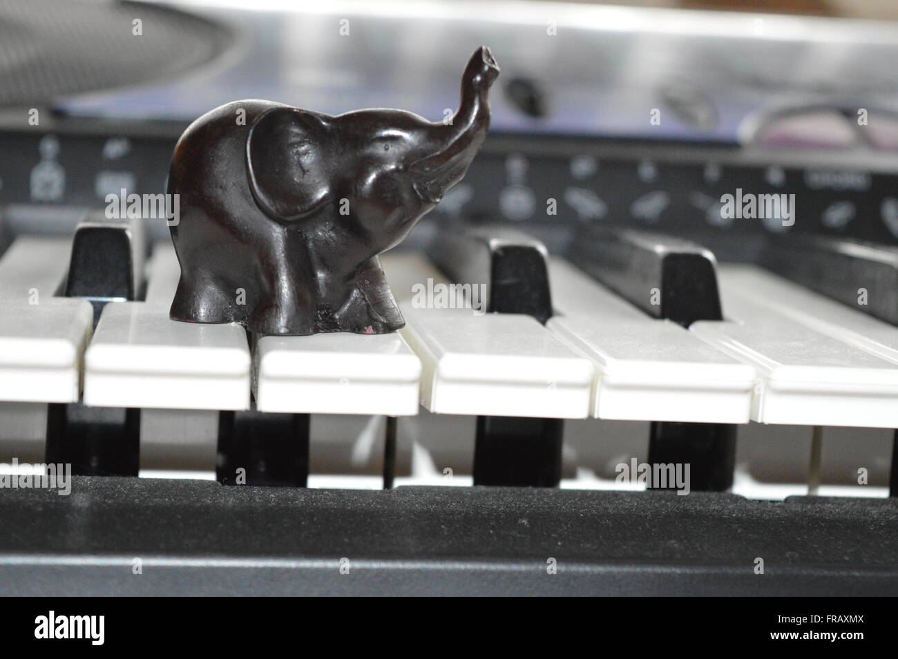 Elephant on Keyboard Stock Photo - Alamy