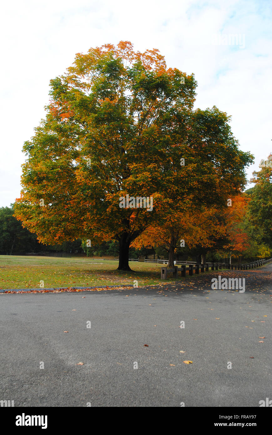 Large Tree with its Foliage Starting to Turn Color Stock Photo - Alamy