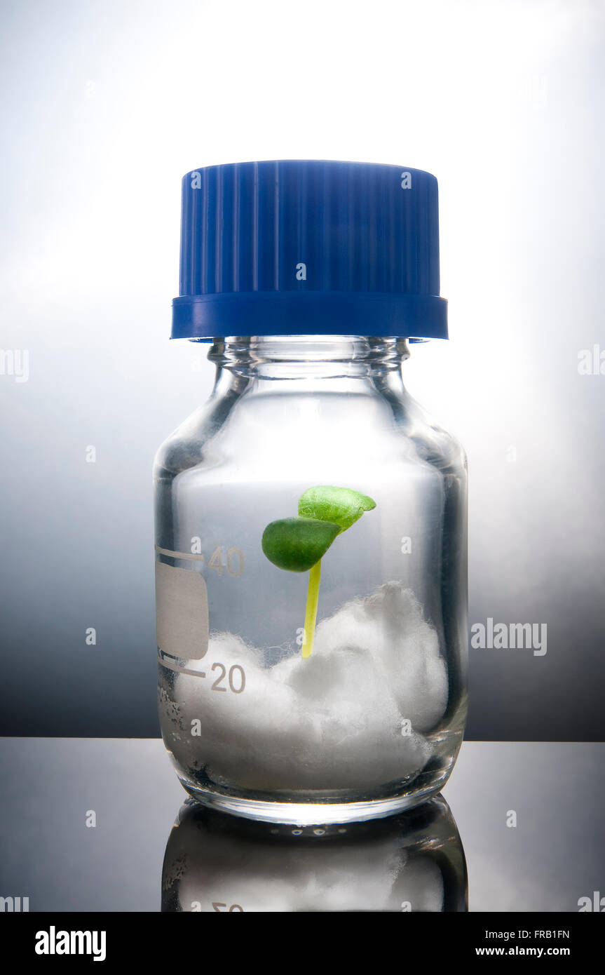 plant burgeon growing in a closed flask Stock Photo - Alamy