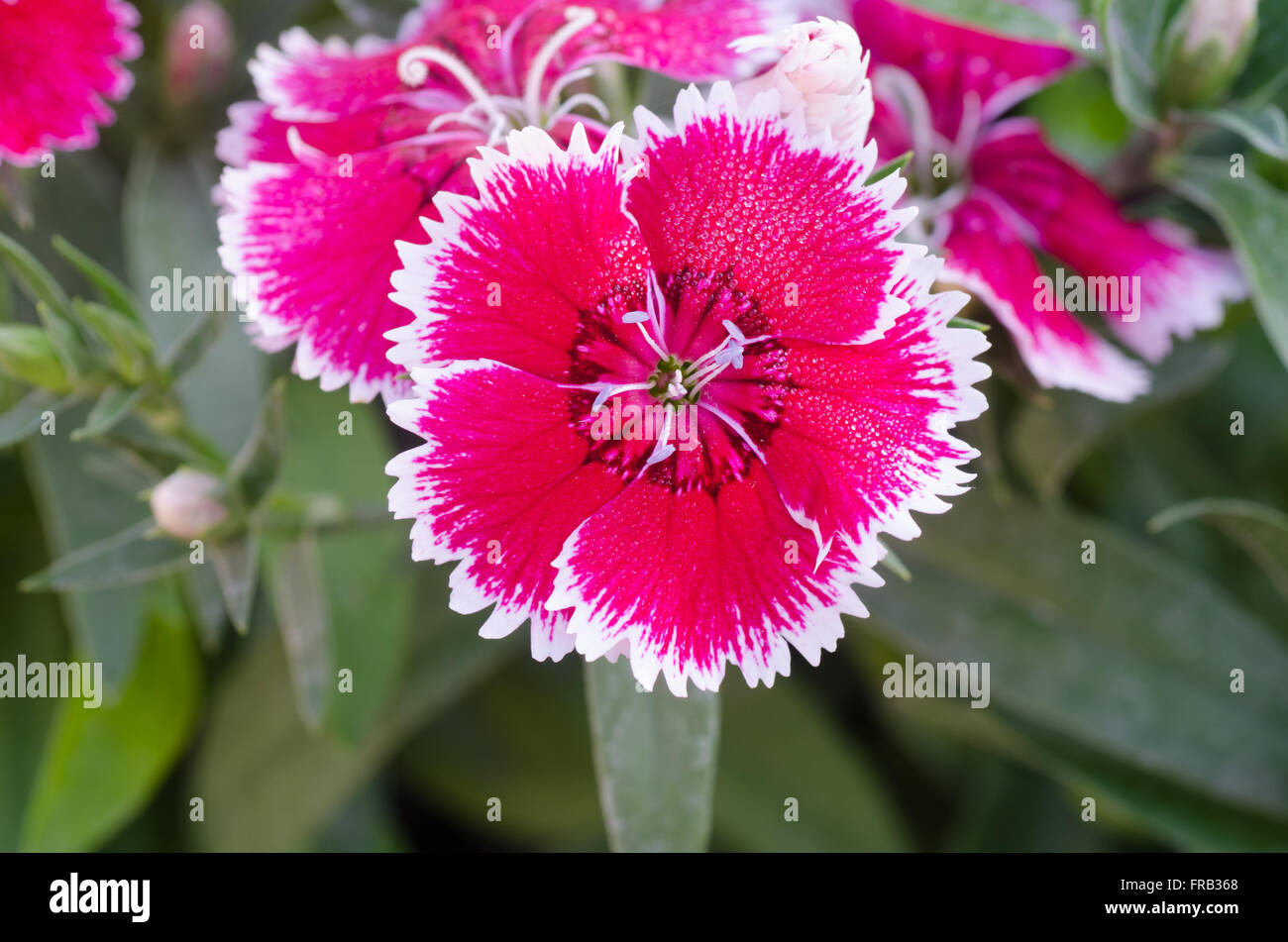 Indian pink dianthus chinensis hi-res stock photography and images - Alamy