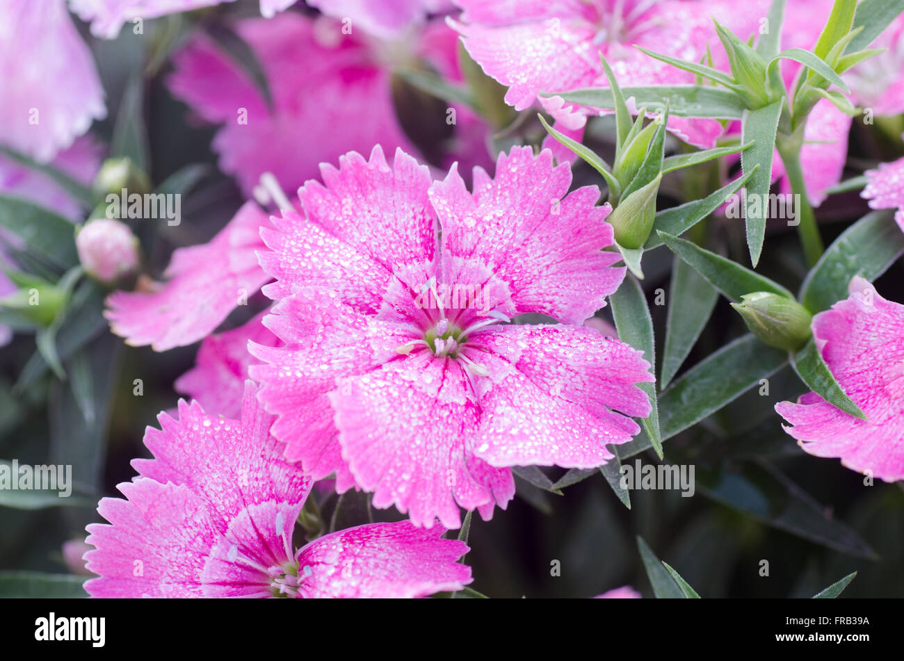 Dianthus chinensis (China Pink Stock Photo - Alamy