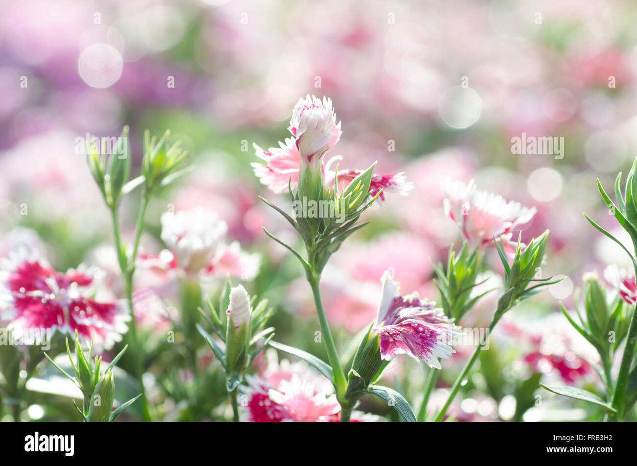 Dianthus chinensis (China Pink Stock Photo - Alamy