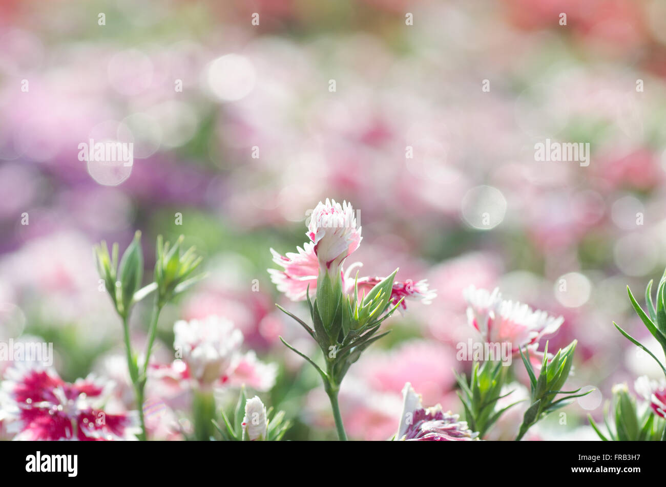 Dianthus chinensis (China Pink Stock Photo - Alamy