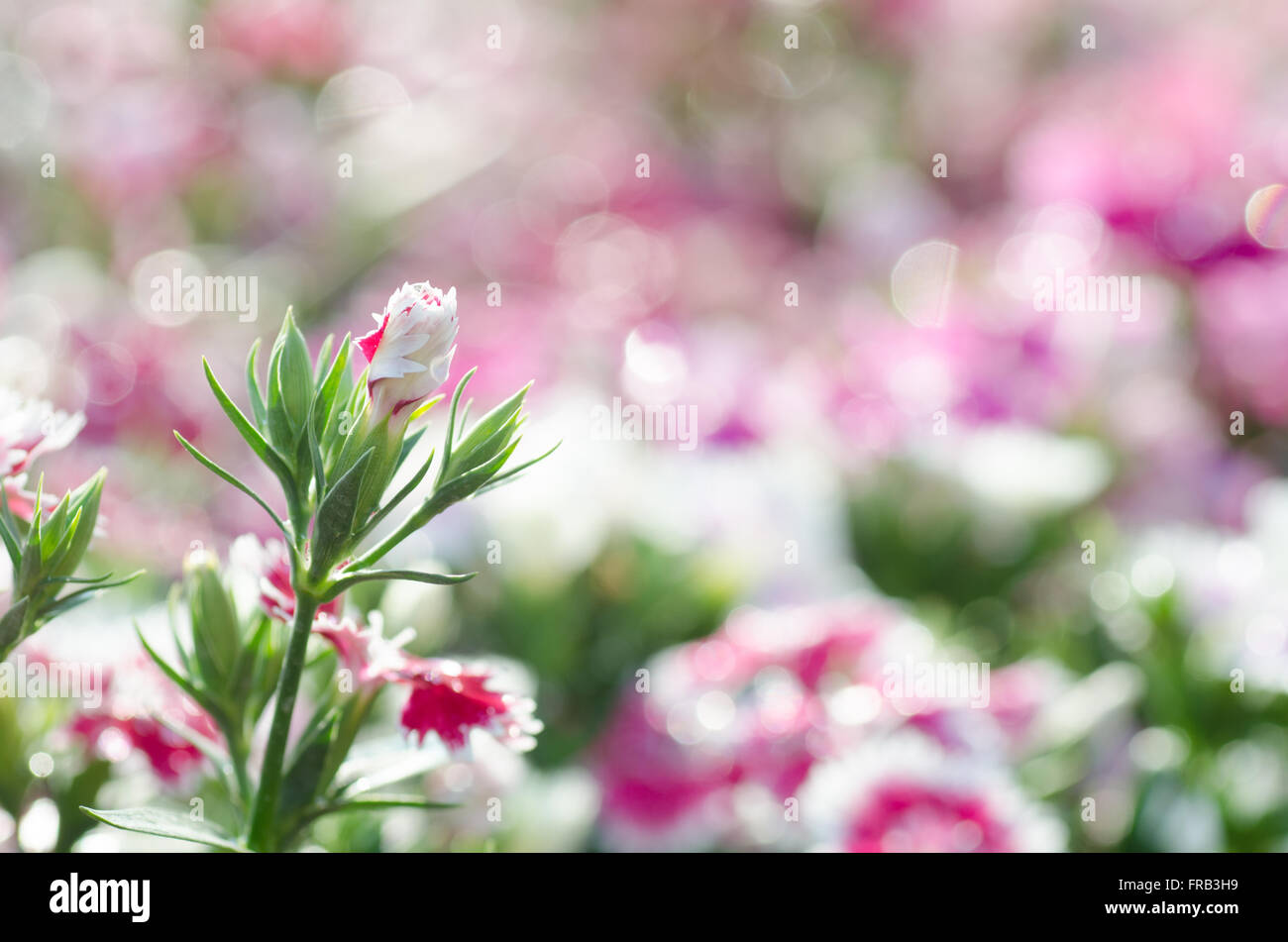Dianthus chinensis (China Pink Stock Photo - Alamy