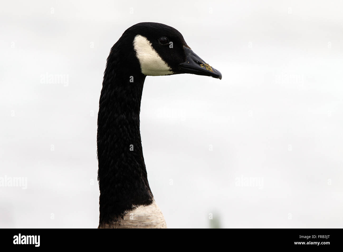Canada Goose (Branta canadensis), Baylands Nature Preserve, Palo Alto ...