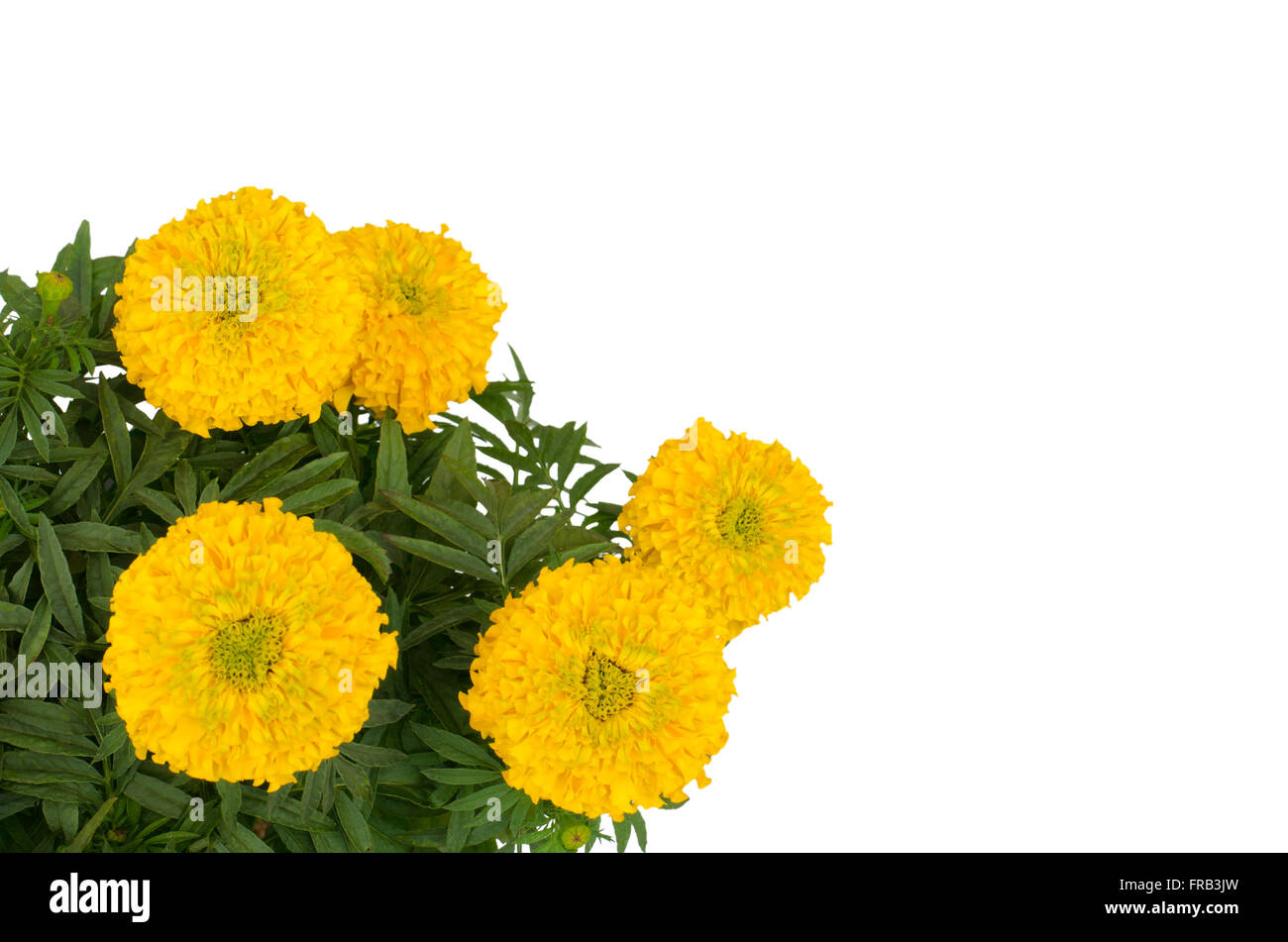 Marigold on tree isolated on white background Stock Photo - Alamy