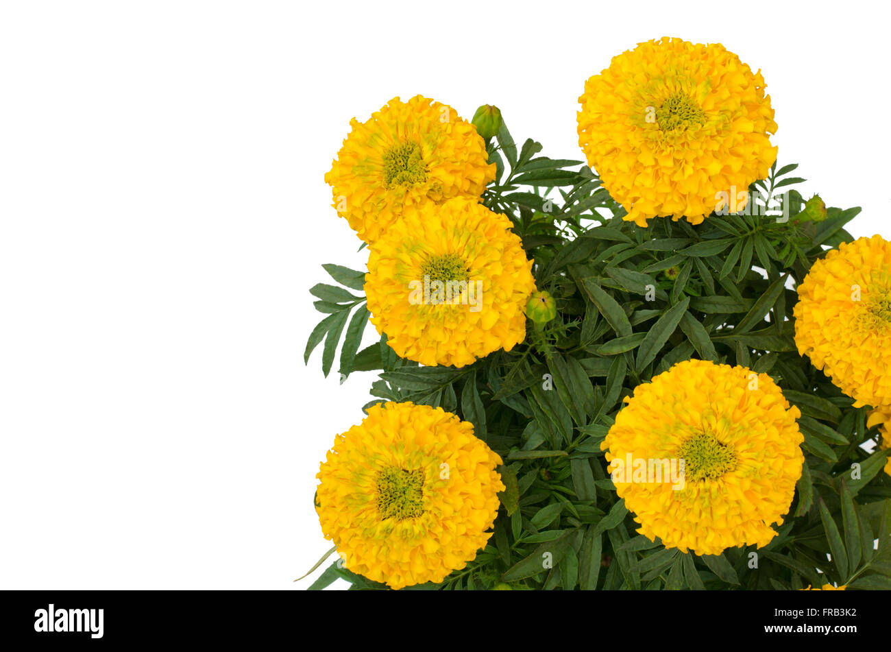 Marigold on tree isolated on white background Stock Photo - Alamy